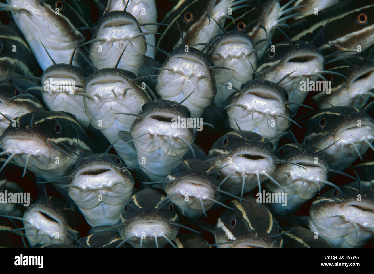 Striped Catfish (Plotosus lineatus) schooling, 60 feet deep, Papua New ...
