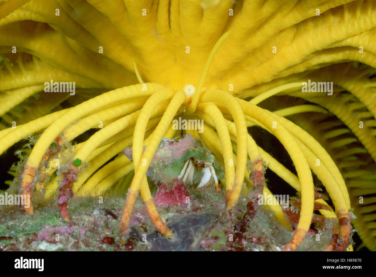 Hermit Crab (Dardanus lagopodes) inside the foot of a Feather Star ...