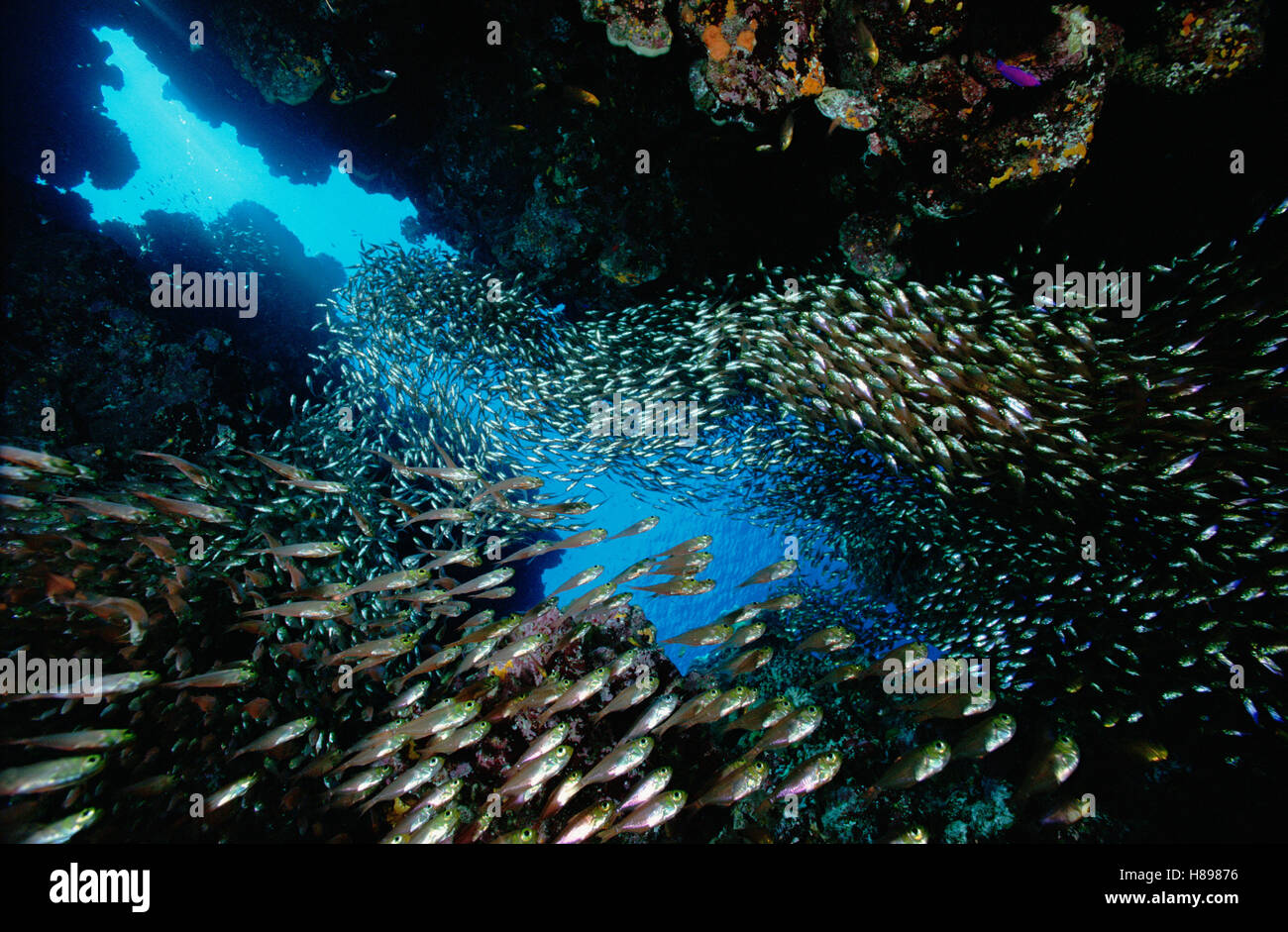 Pygmy Sweeper (Parapriacanthus ransonneti) school, inside cave at 40 ...