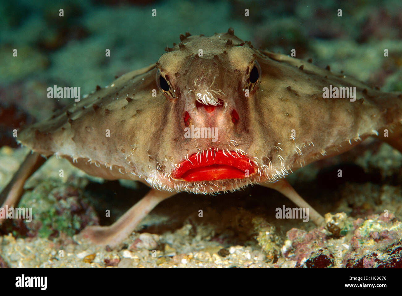Rosy-lipped Batfish (Ogcocephalus sp) portrait, 100 feet deep, Cocos ...