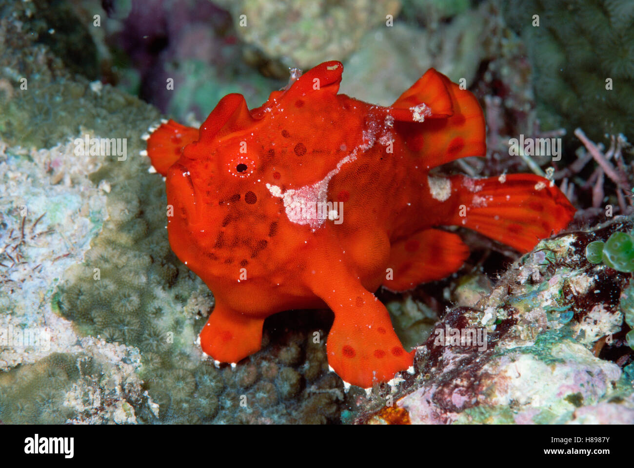 Frogfish (Antennarius sp) portrait, 40 feet deep, Solomon Islands Stock ...