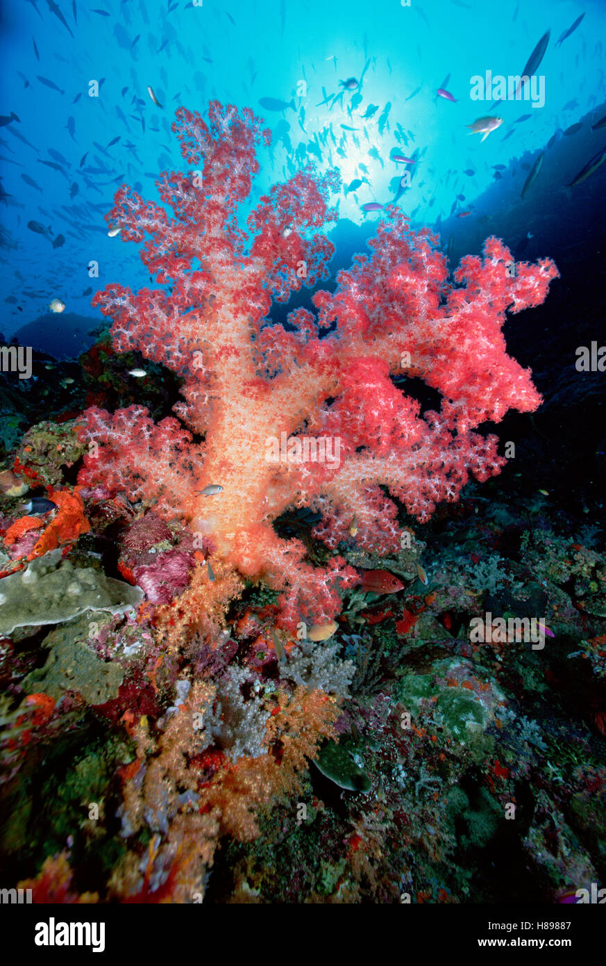 Soft Coral (Dendronephthya sp) outcroppings 50 feet deep, Solomon ...