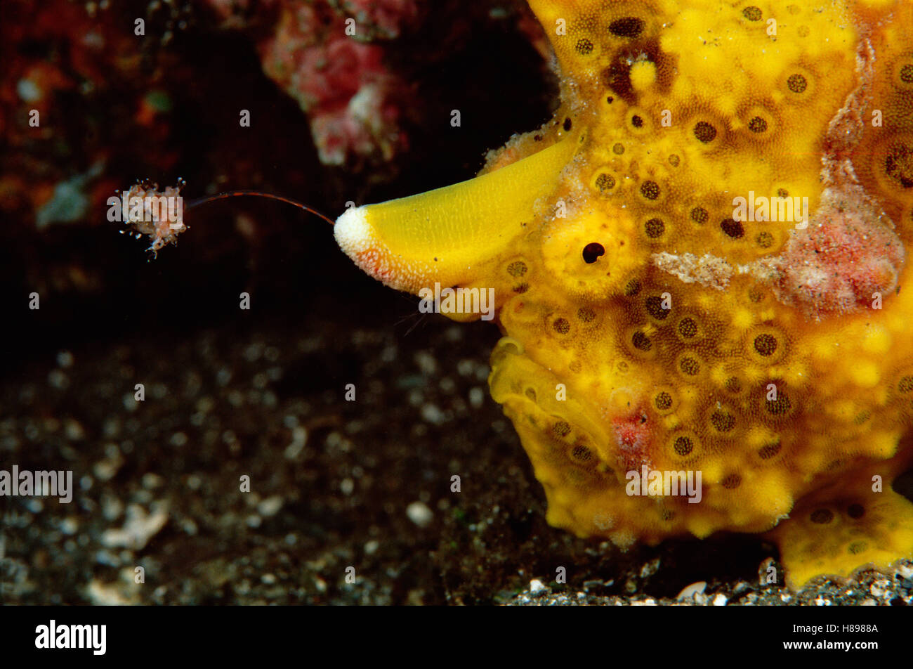 Warty Frogfish (Antennarius maculatus) with fishing lure extended, 10 ...