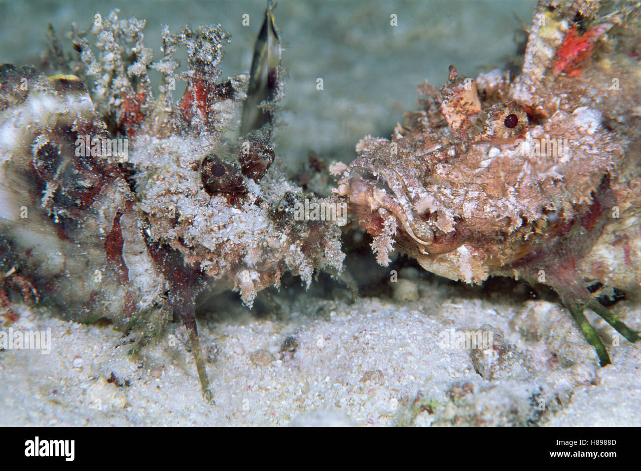 Two-stick Stingfish (Inimicus filamentosus) pair beginning courtship ...