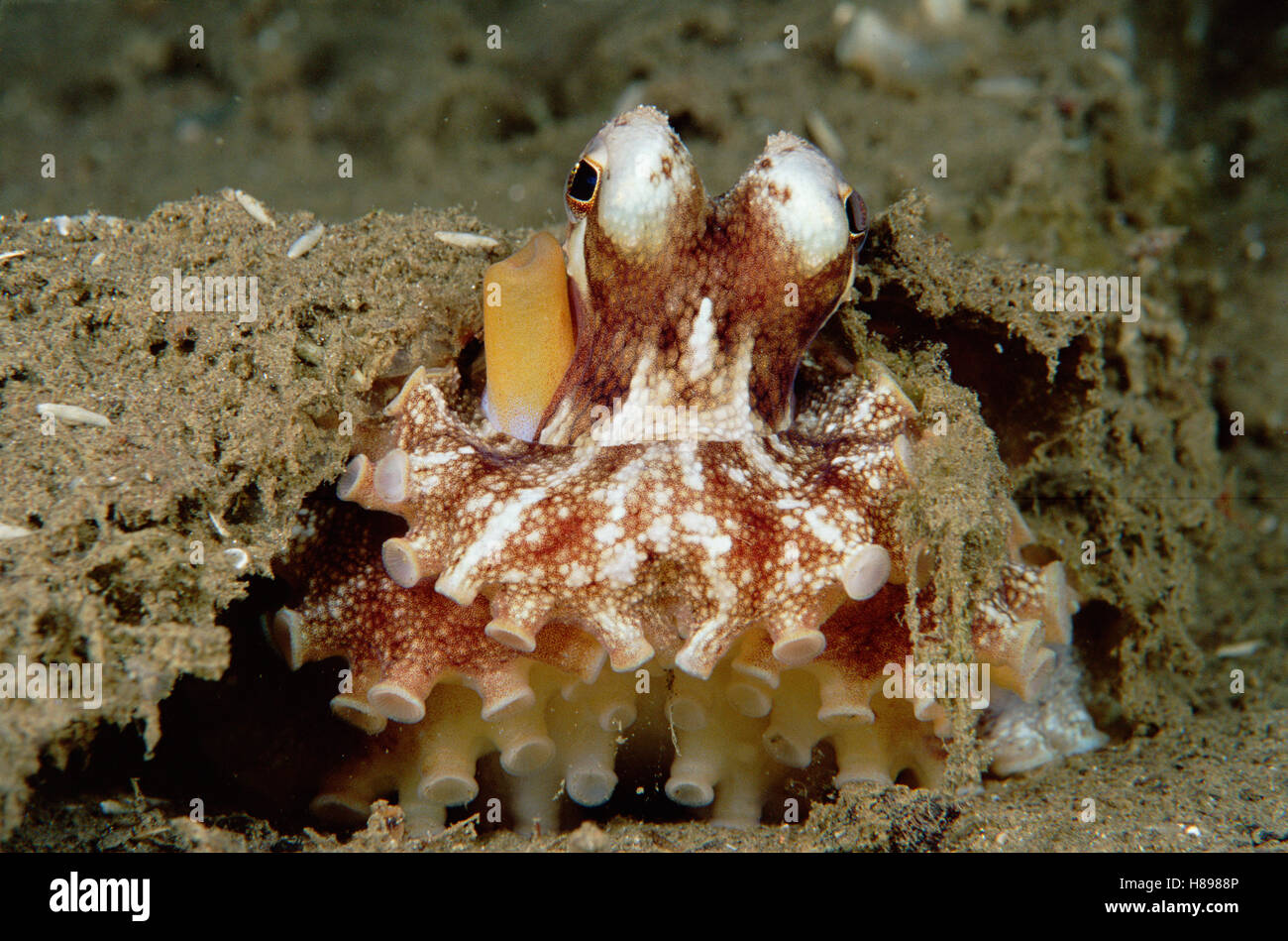 Octopus (Octopus sp) in its hole on sandy bottom, 20 feet deep, Papua ...