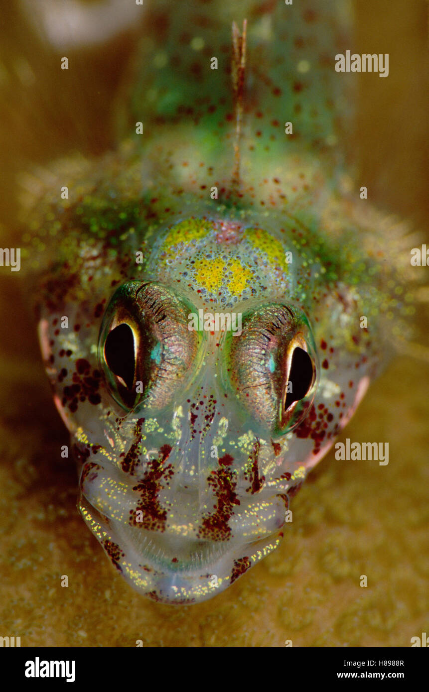 Red-finned Triplefin (Helcogramma gymnauchen) portrait, 30 feet deep ...