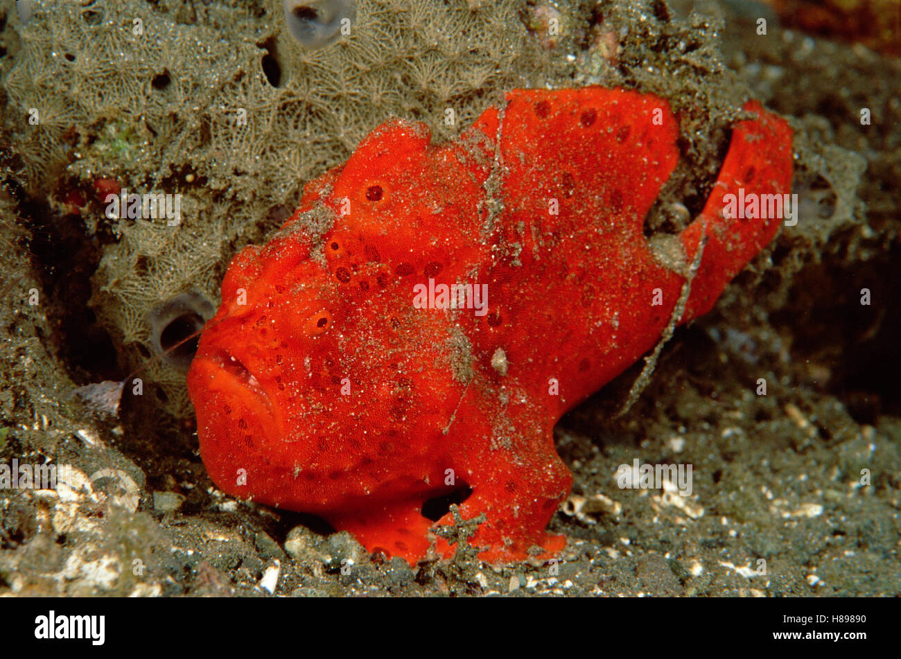 Frogfish (Antennarius sp) portrait, 40 feet deep, Solomon Islands Stock ...