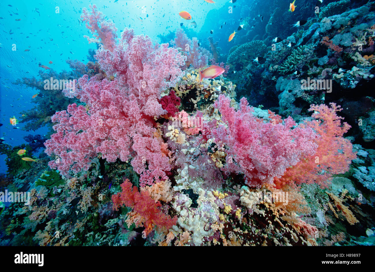 Soft Coral (Dendronephthya sp) outcroppings and Basslet (Pseudanthias ...