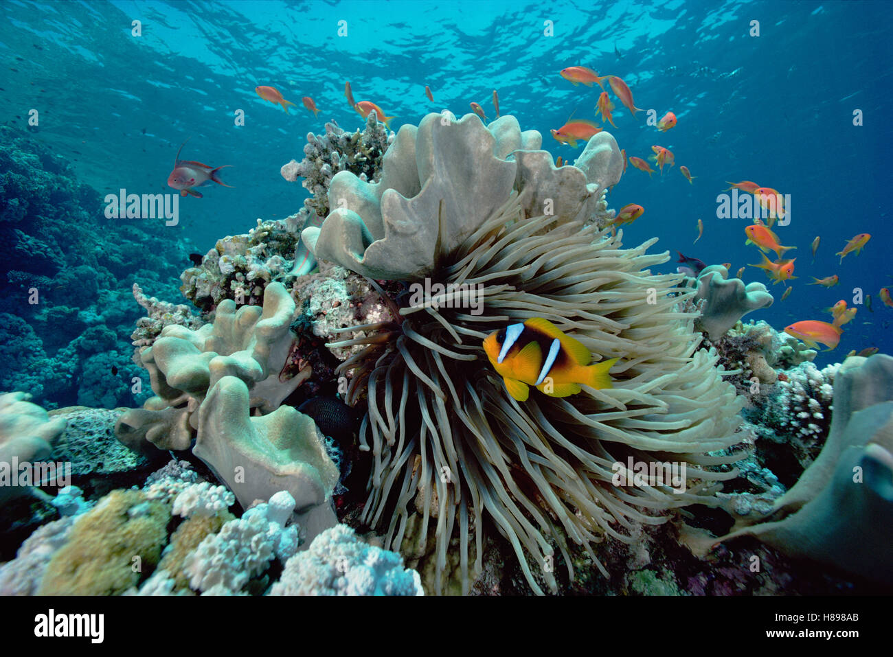 Two-banded Anemonefish (Amphiprion bicinctus) in Magnificent Anemone ...