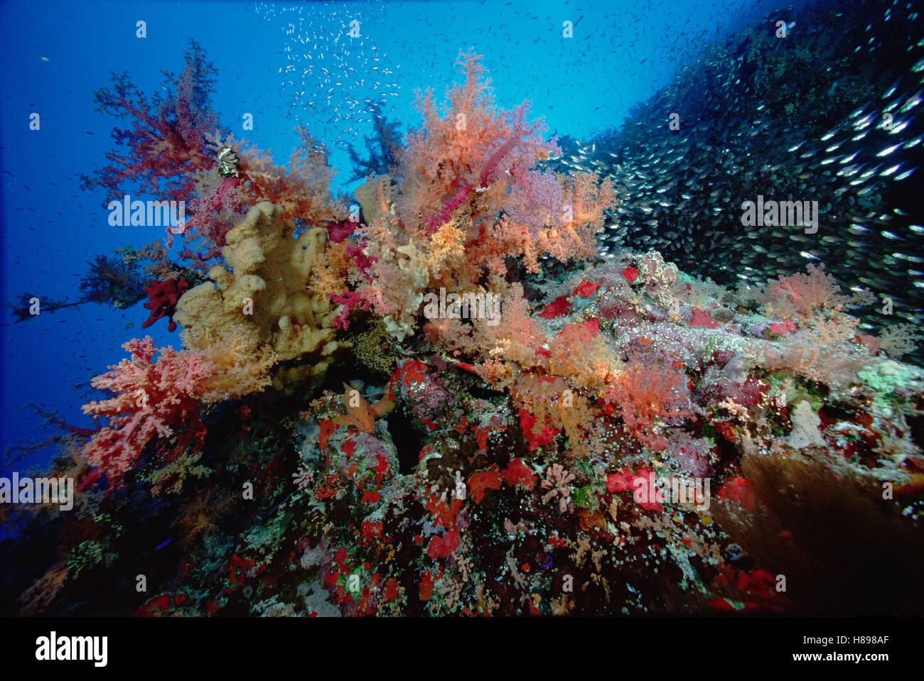 Soft Coral (Dendronephthya sp) and Pigmy Sweeper (Parapriacanthus ...