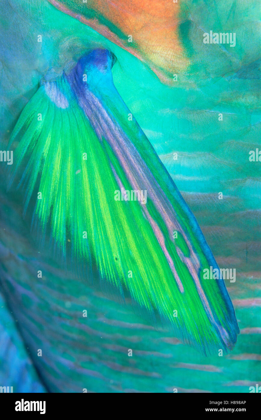 Parrotfish (Scarus sp) fin detail, Red Sea, Egypt Stock Photo - Alamy