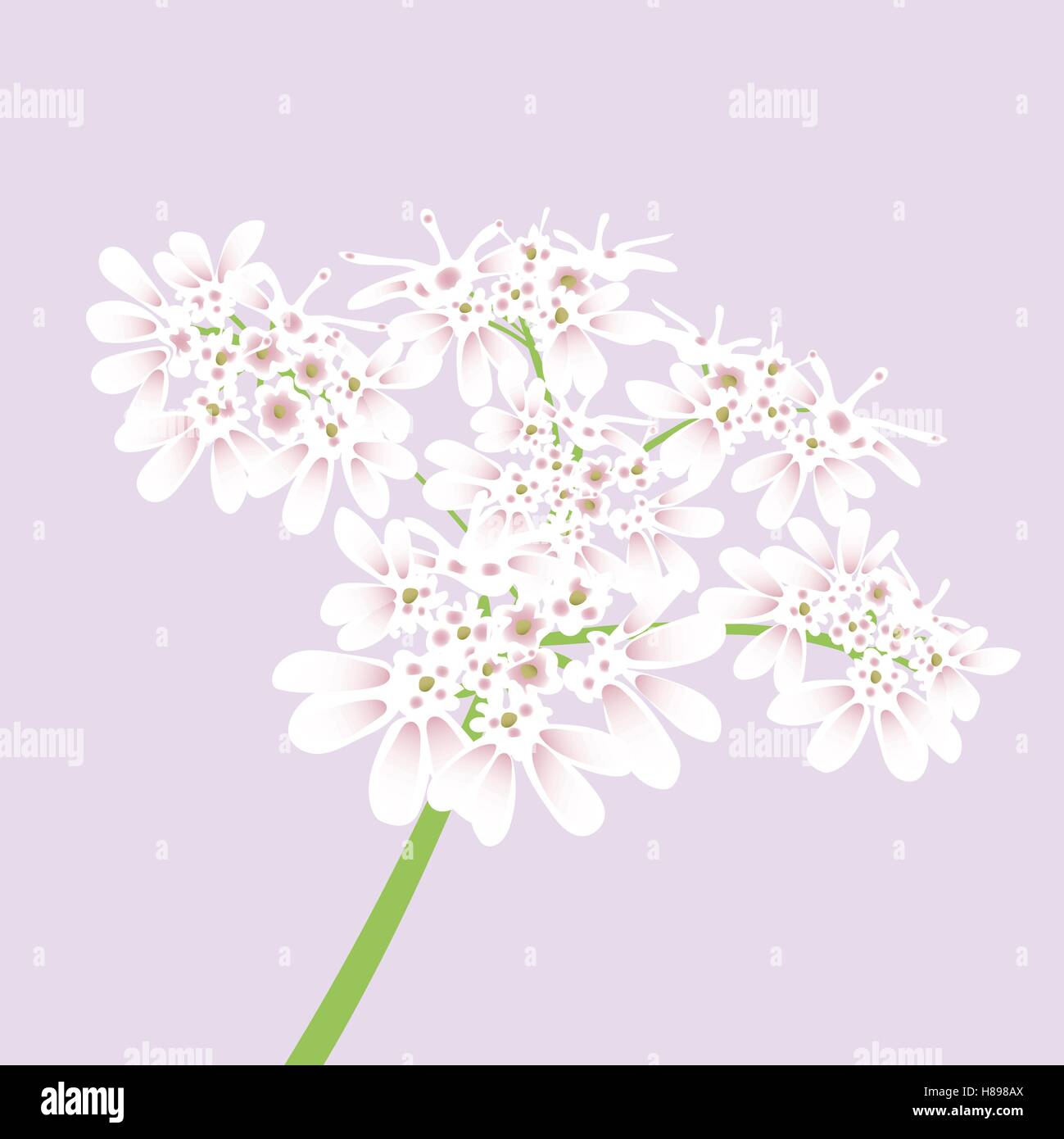 Beautiful close up white flowers Stock Vector Images - Alamy