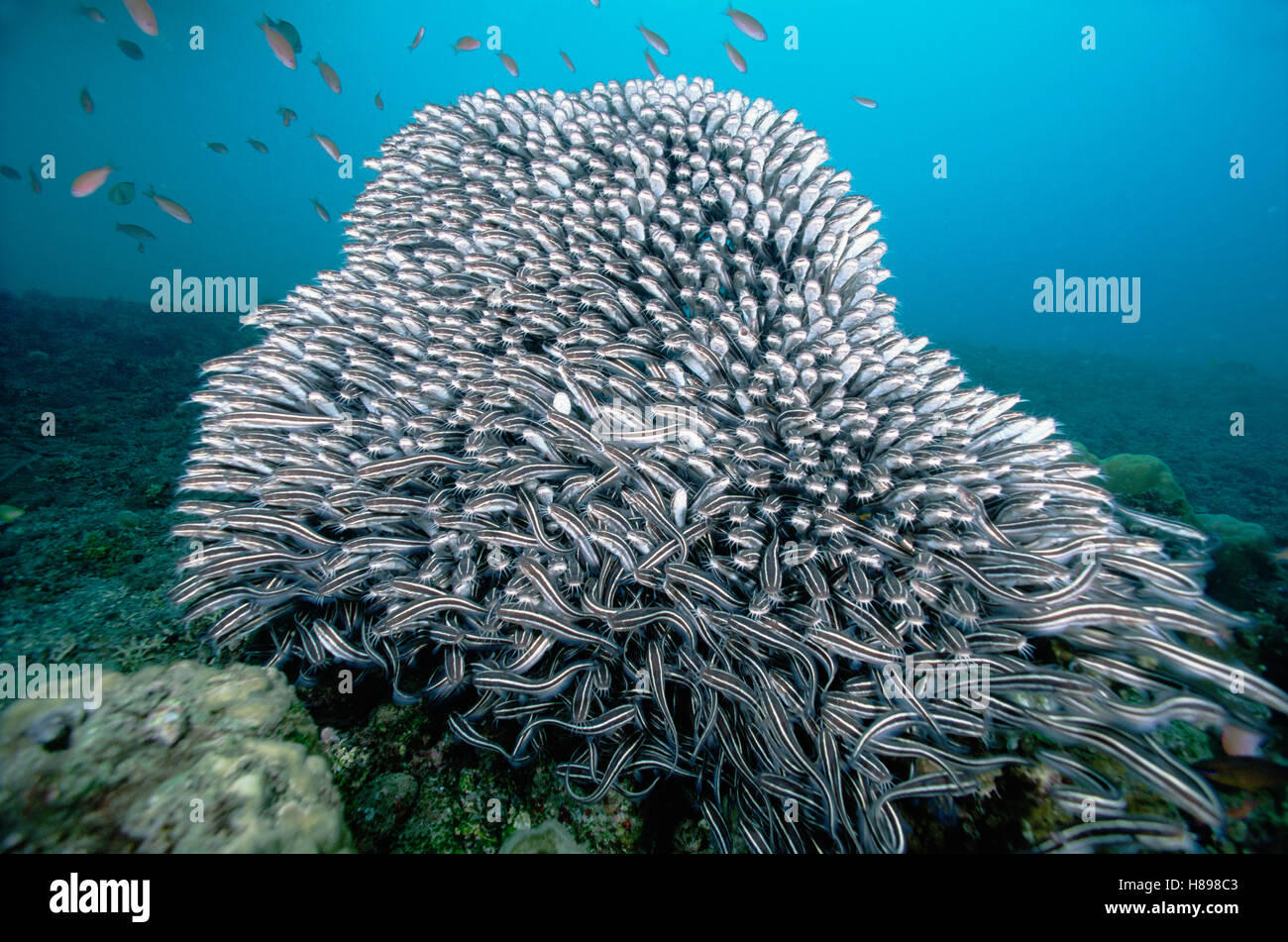 Striped Catfish (Plotosus lineatus) schooling into a ball as a ...