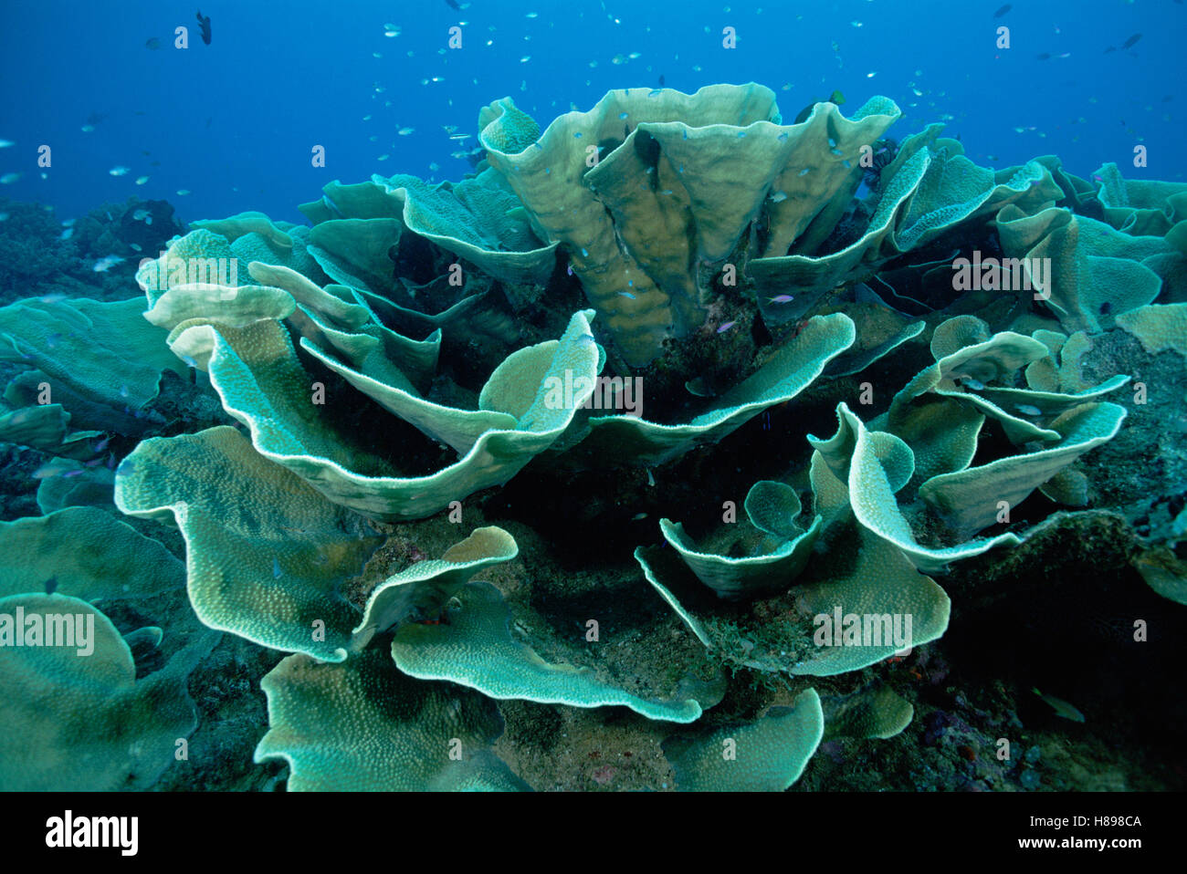 Disc Coral (Turbinaria reniformis) garden, 30 feet deep, Papua New Guinea Stock Photo - Alamy