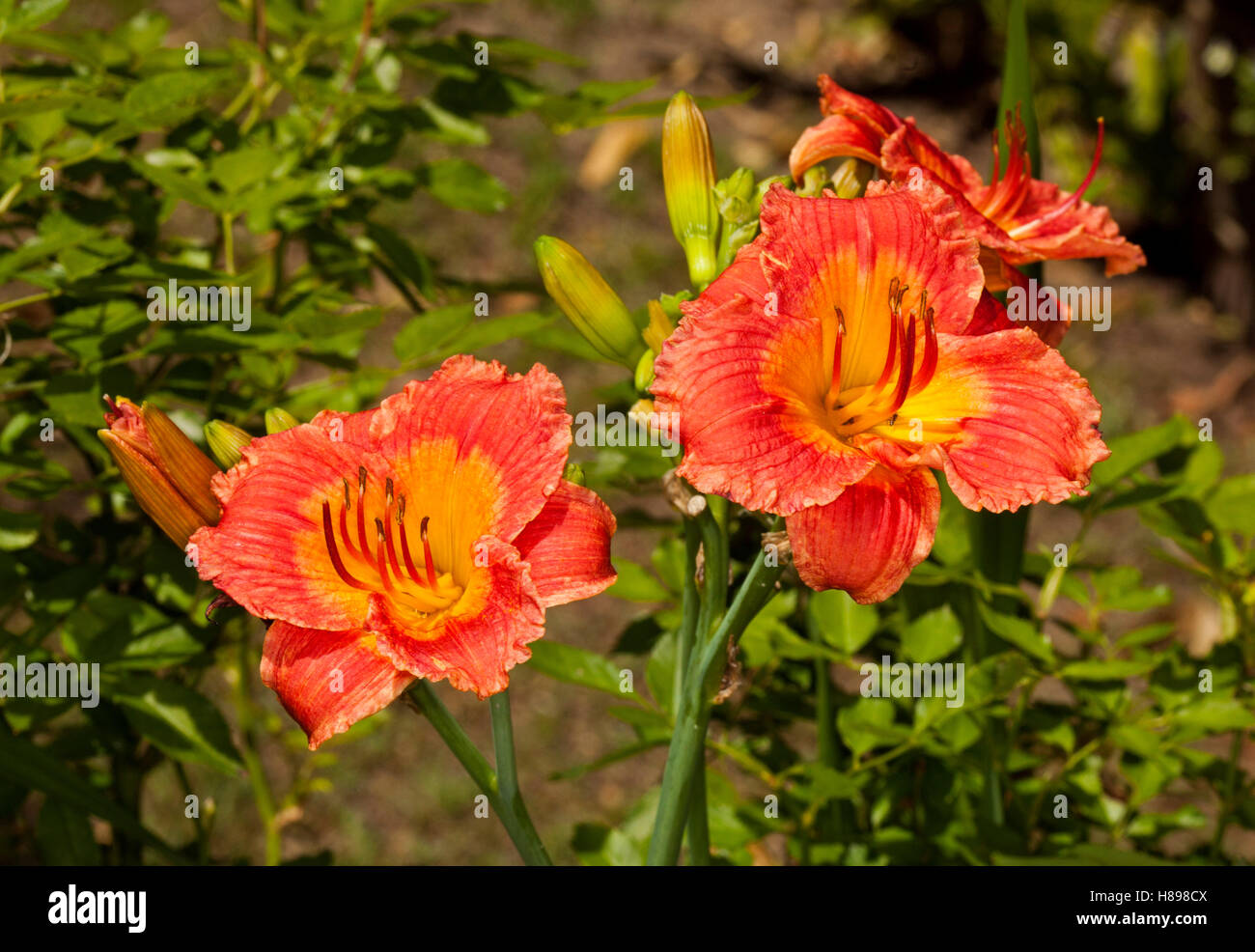 Cluster of vivid deep orange/red flowers with lighter orange throat ...