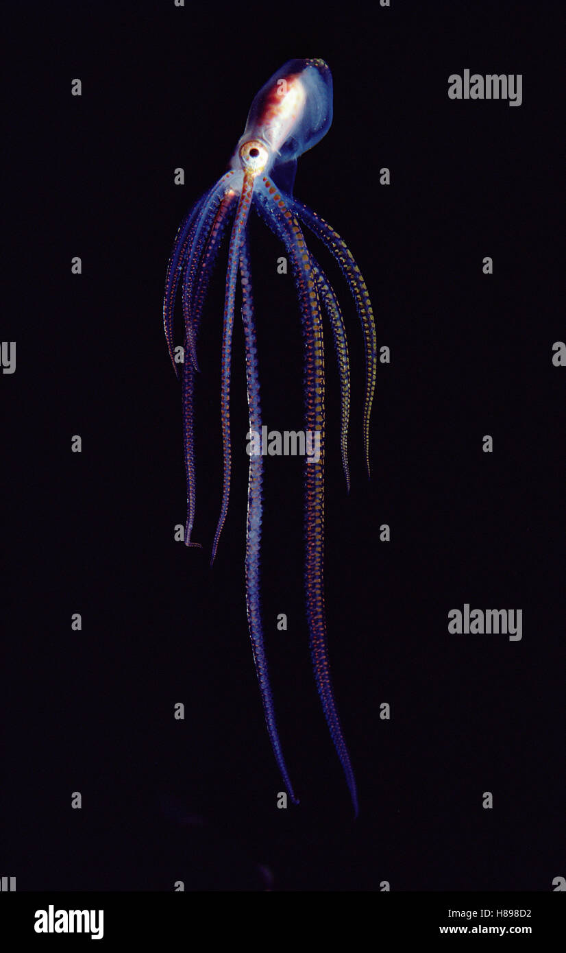Octopus (Octopus sp) five inches long, Hawaii Stock Photo - Alamy