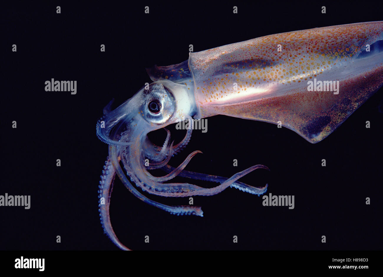 Squid (Loligo sp) portrait underwater, Hawaii Stock Photo - Alamy