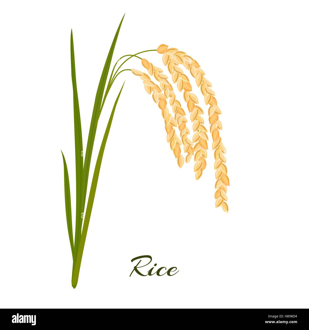 Rice. Leaves and spikelets of rice on a white background. Vector ...