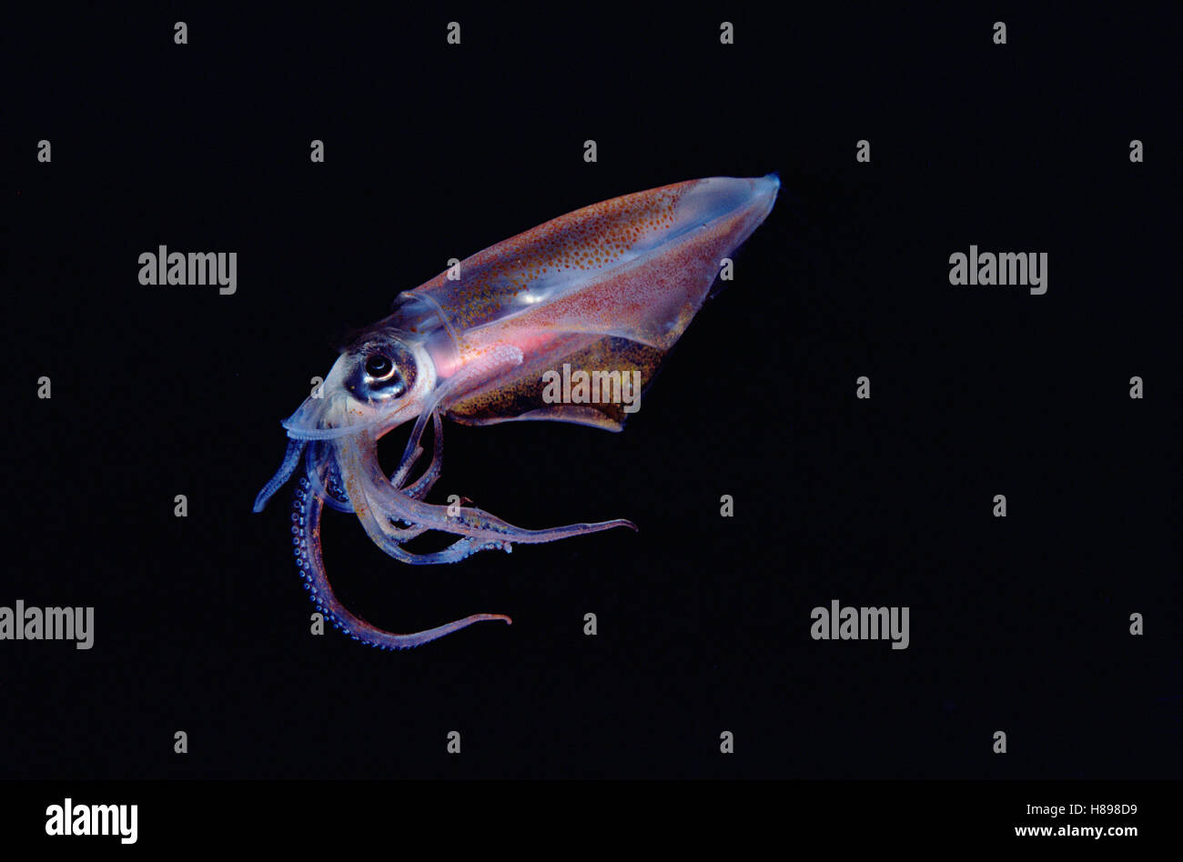 Squid (Loligo sp) portrait underwater, Hawaii Stock Photo - Alamy