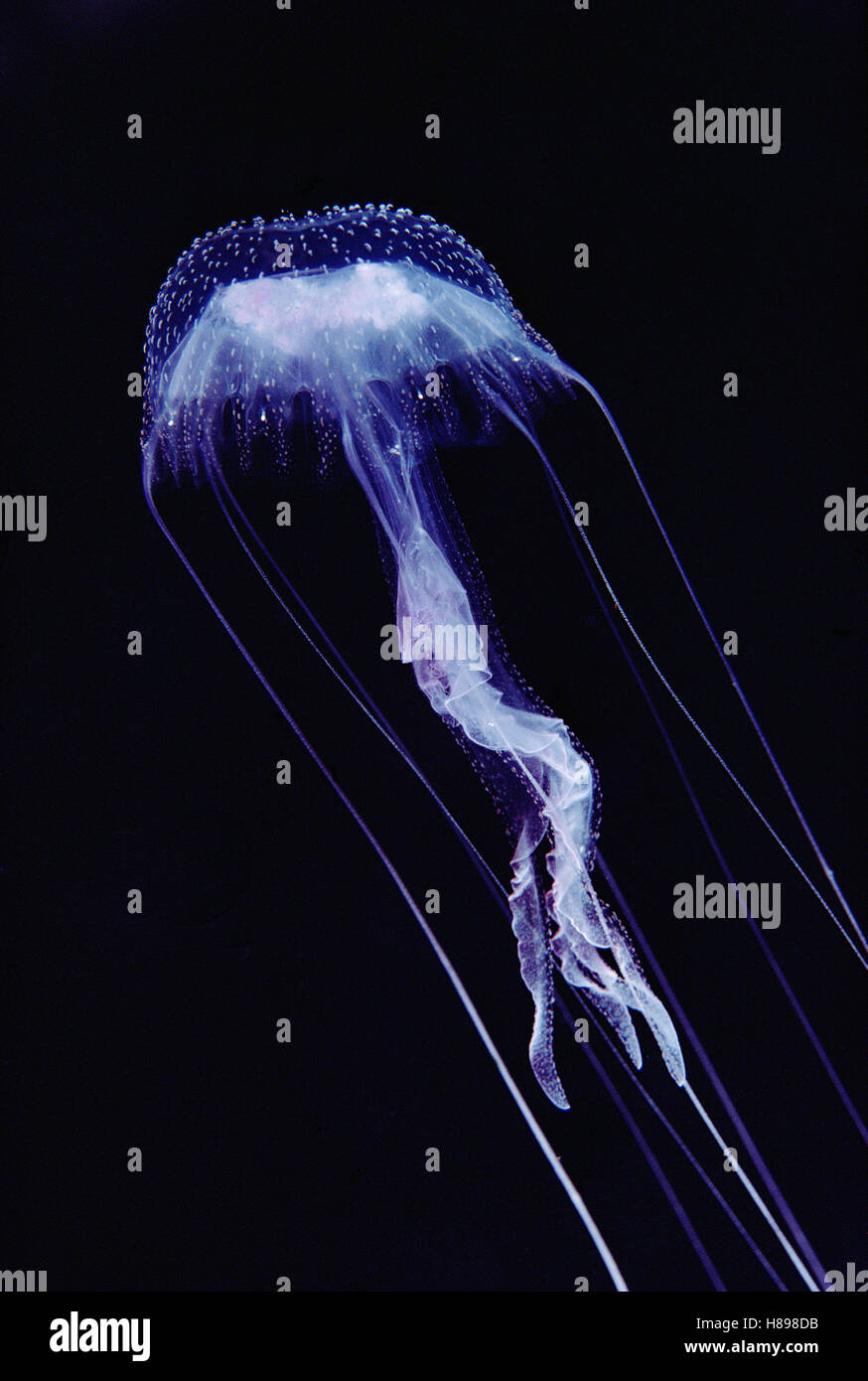 What Is Jellyfish In Hawaiian at Eliza Pethebridge blog