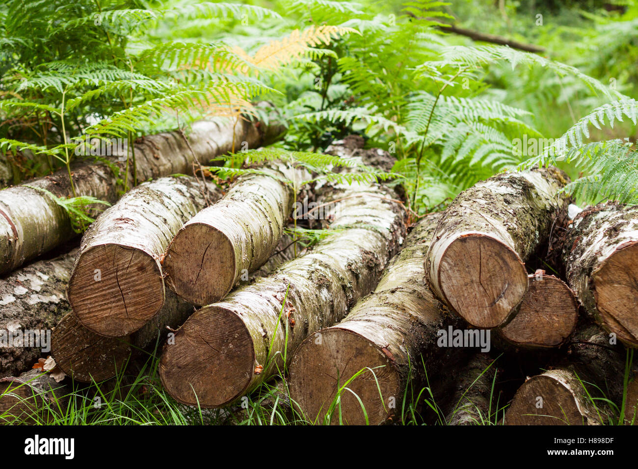 Deadwood on forest floor hi-res stock photography and images - Alamy