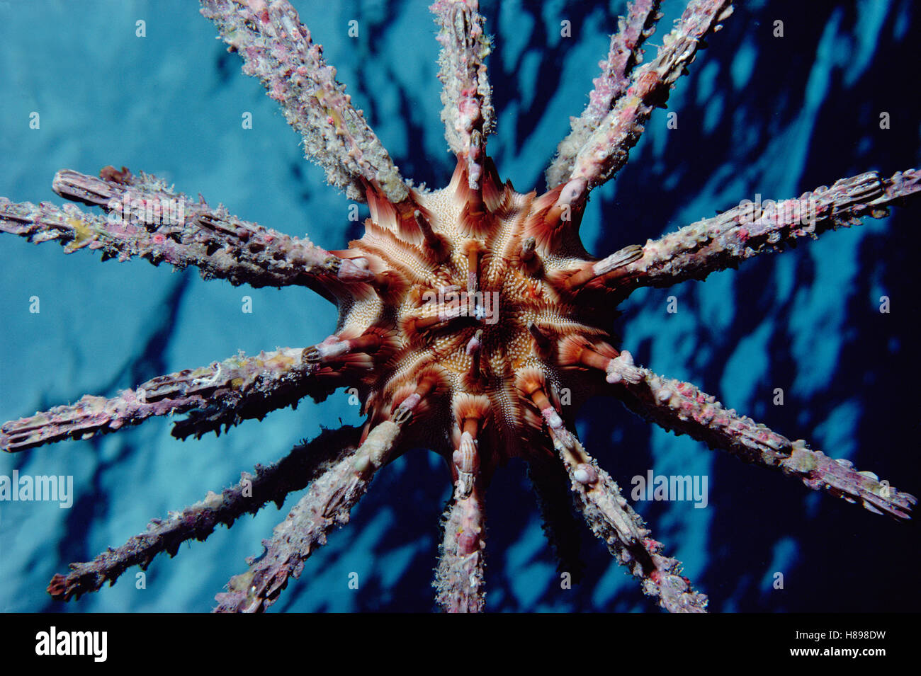 Sea Urchin (Phyllacanthus imperialis) with ocean surface in background ...