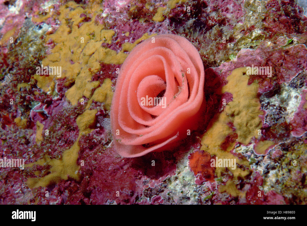 Nudibranch eggs, 40 feet deep, Hawaii Stock Photo - Alamy