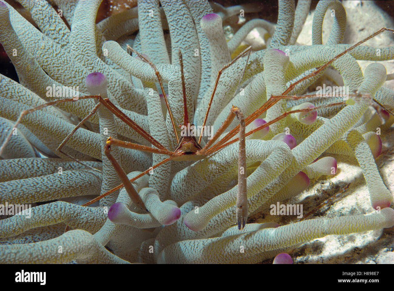 Arrow Crab (Stenorhynchus seticornis) in Anemone (Heteractis sp) 60 ...