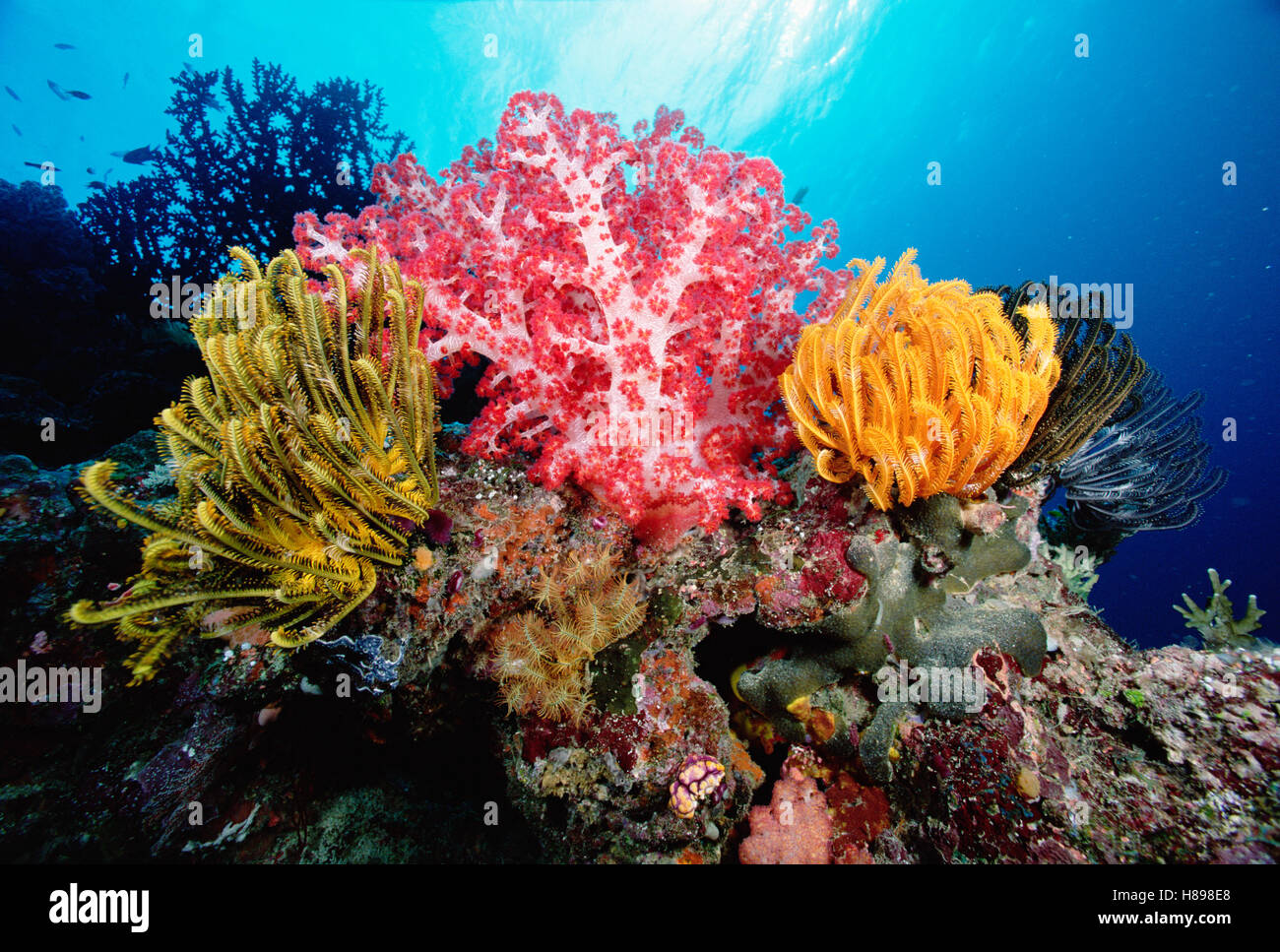 Soft Coral (Dendronephthya sp) between yellow Feather Star ...