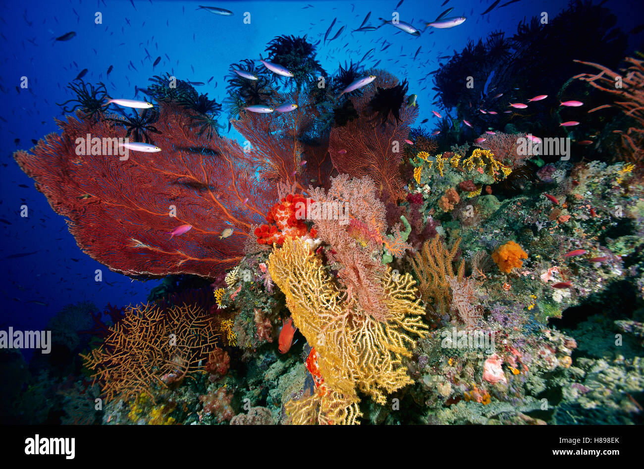 Reef scenic with Sea Fans (Melithaea sp) and Fusiliers (Caesio sp) 70 ...