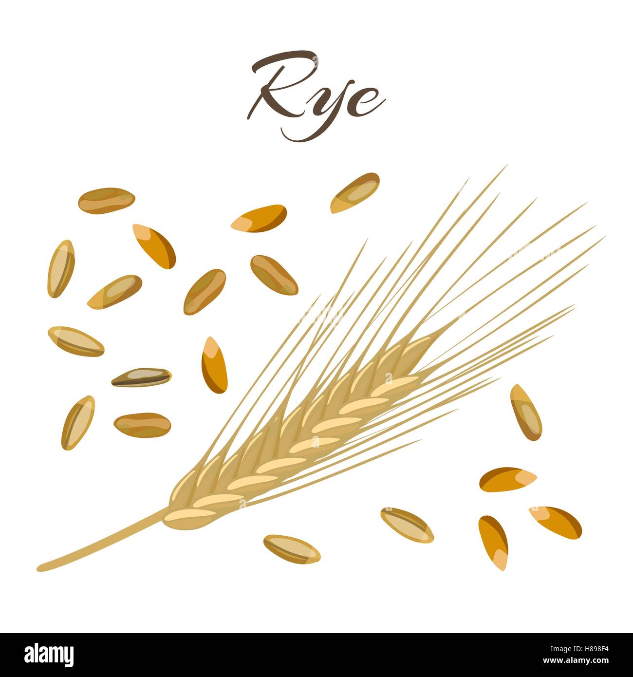 Spelt field Stock Vector Images - Alamy