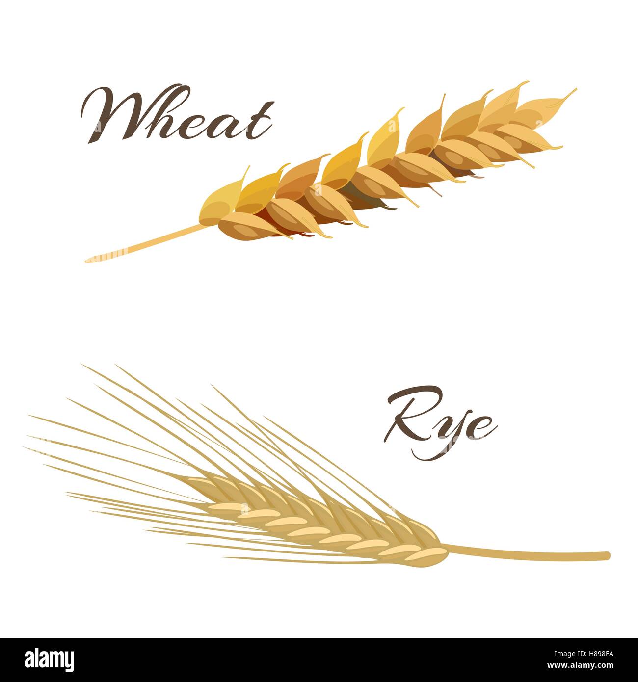 Wheat and rye ears. Vector illustration EPS 10 Stock Vector Image & Art ...