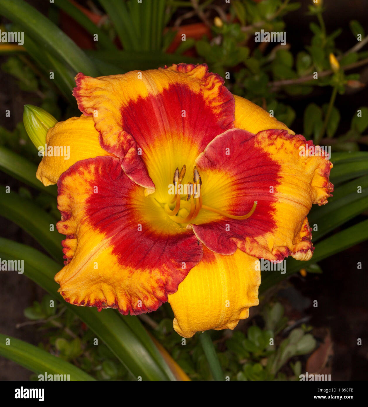 Spectacular flower of daylily 'Candid Colours' with orange/yellow & red ...