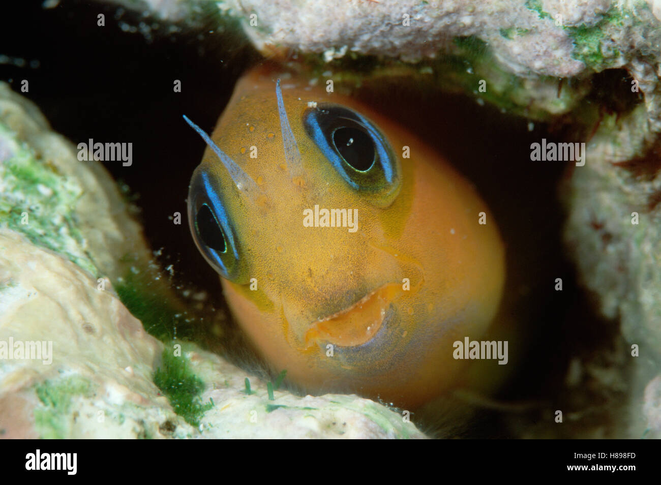 Blenny (Ecsenius sp) in burrow, 40 feet deep, Solomon Islands Stock ...