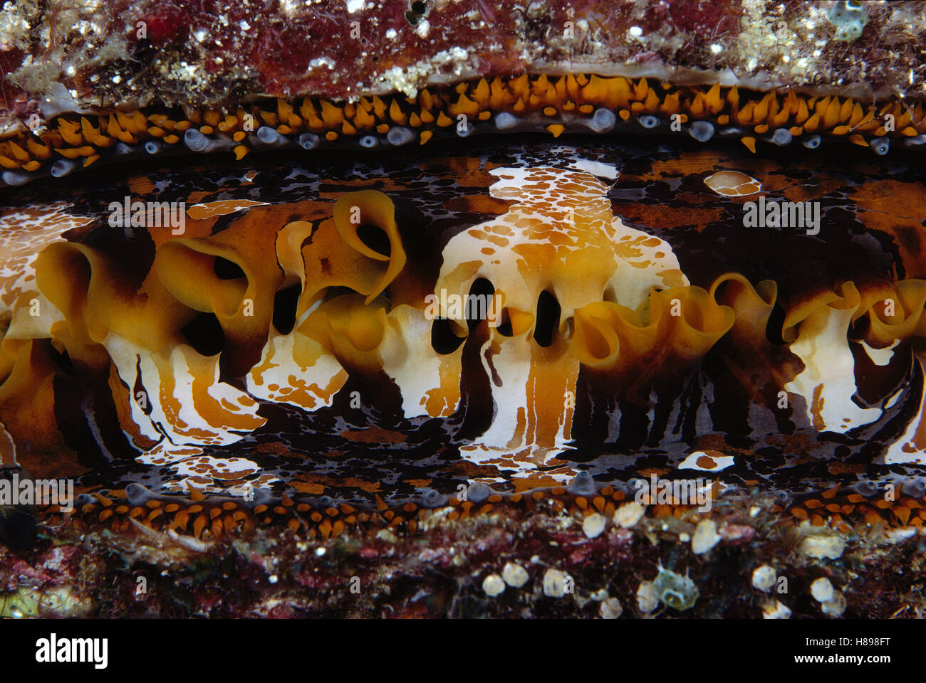 Oyster (Spondylus varians) mantle, 60 feet deep, Solomon Islands Stock ...