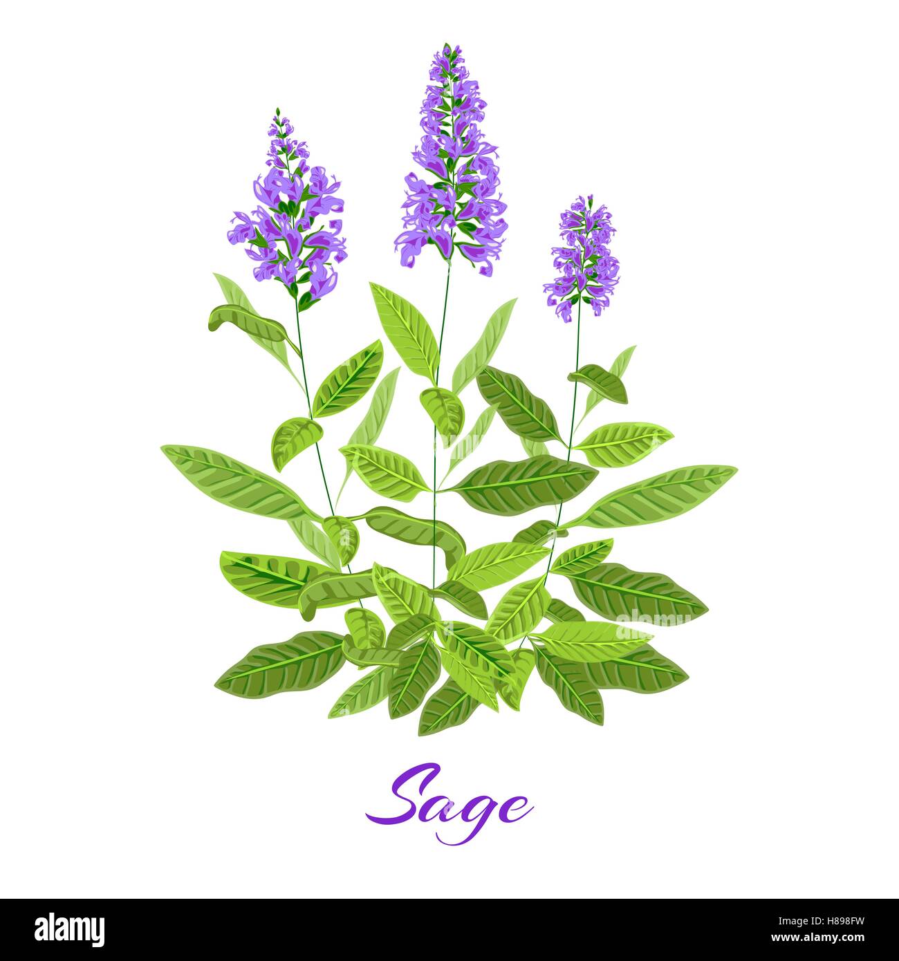Sage plant herb garden Stock Vector Images - Alamy
