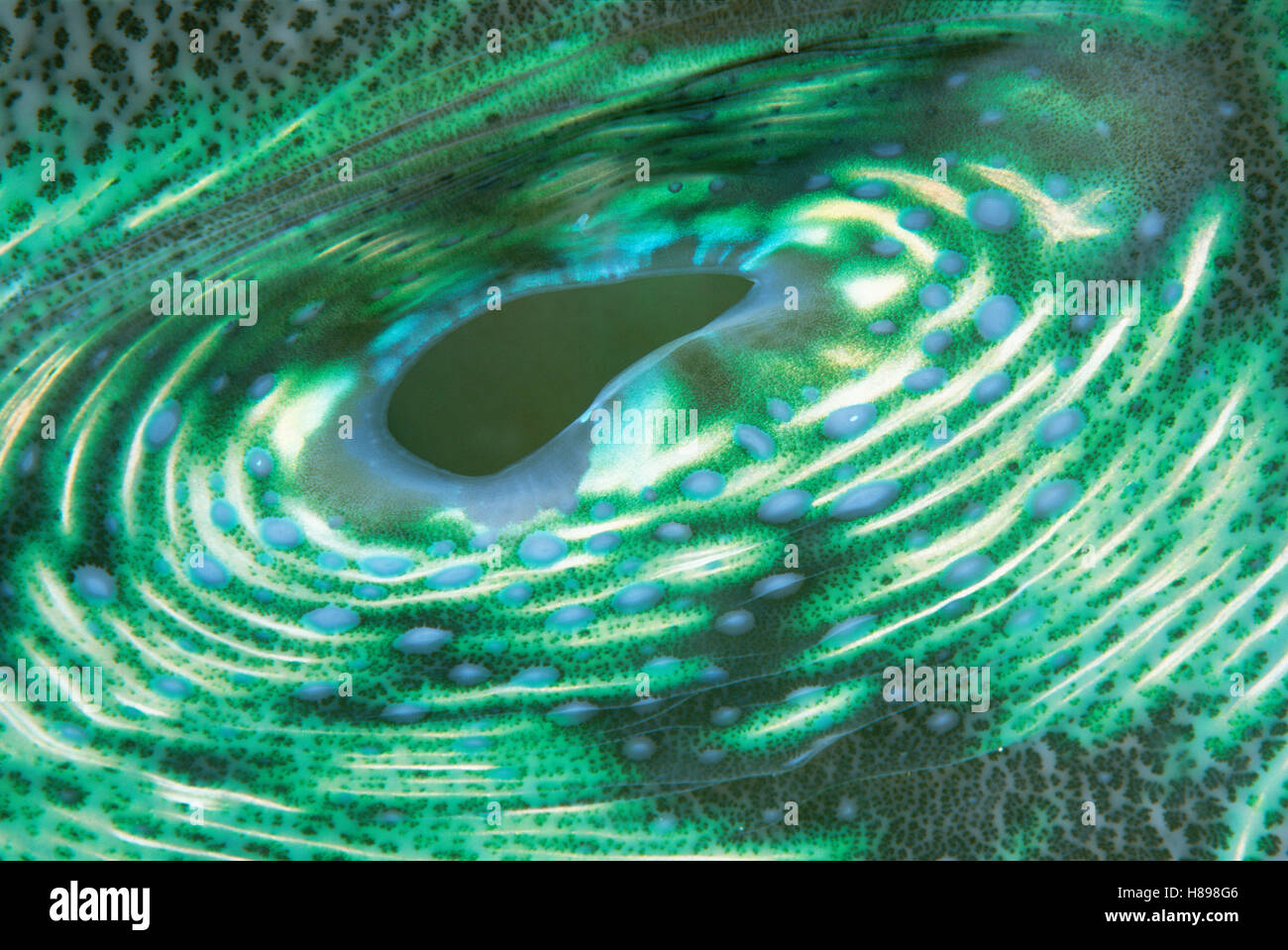 Giant Clam (Tridacna sp) mantle detail, 20 feet deep, Solomon Islands ...