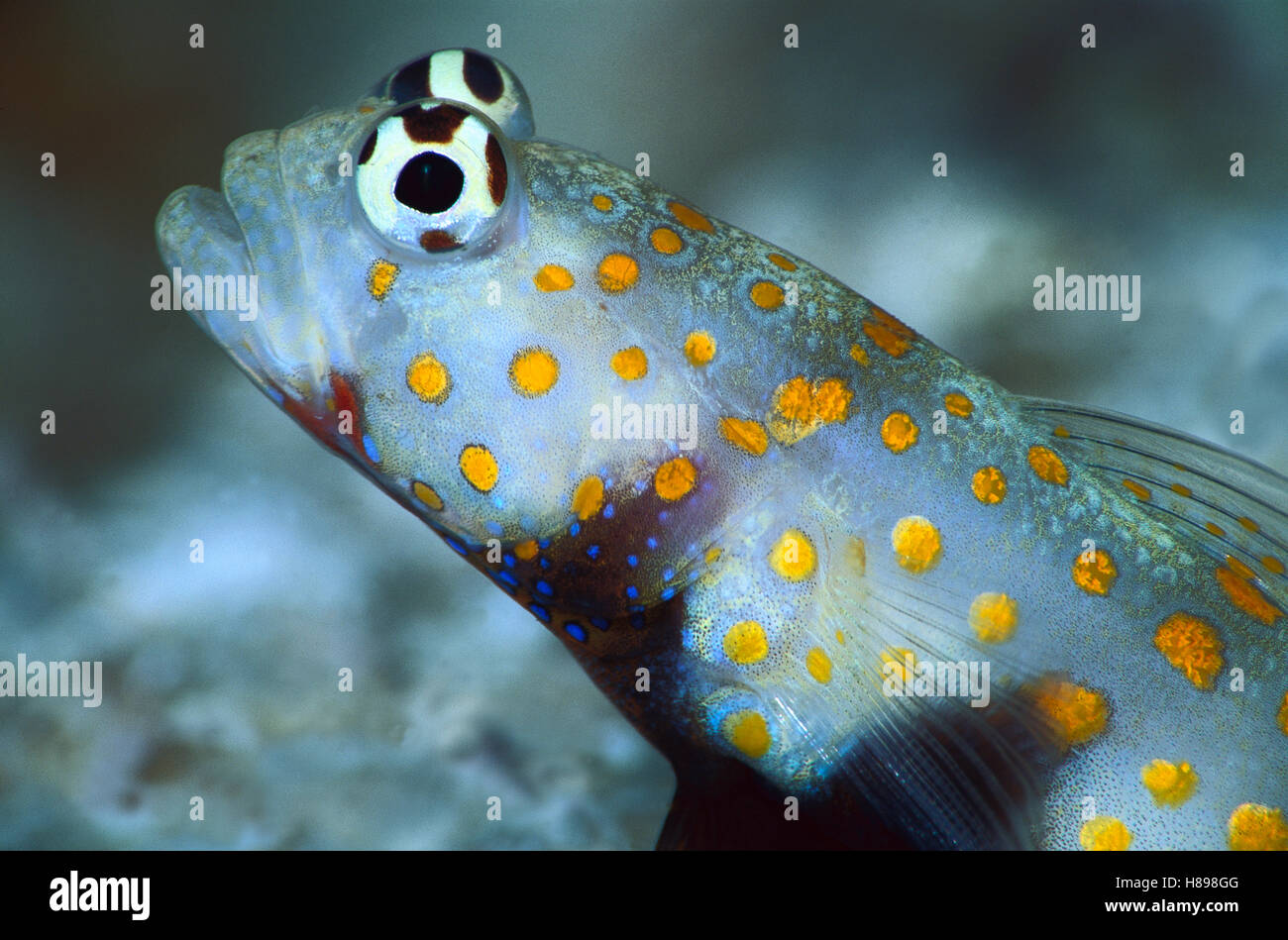 Spotted Prawn Goby (Amblyeleotris guttata) portrait 40 feet deep ...