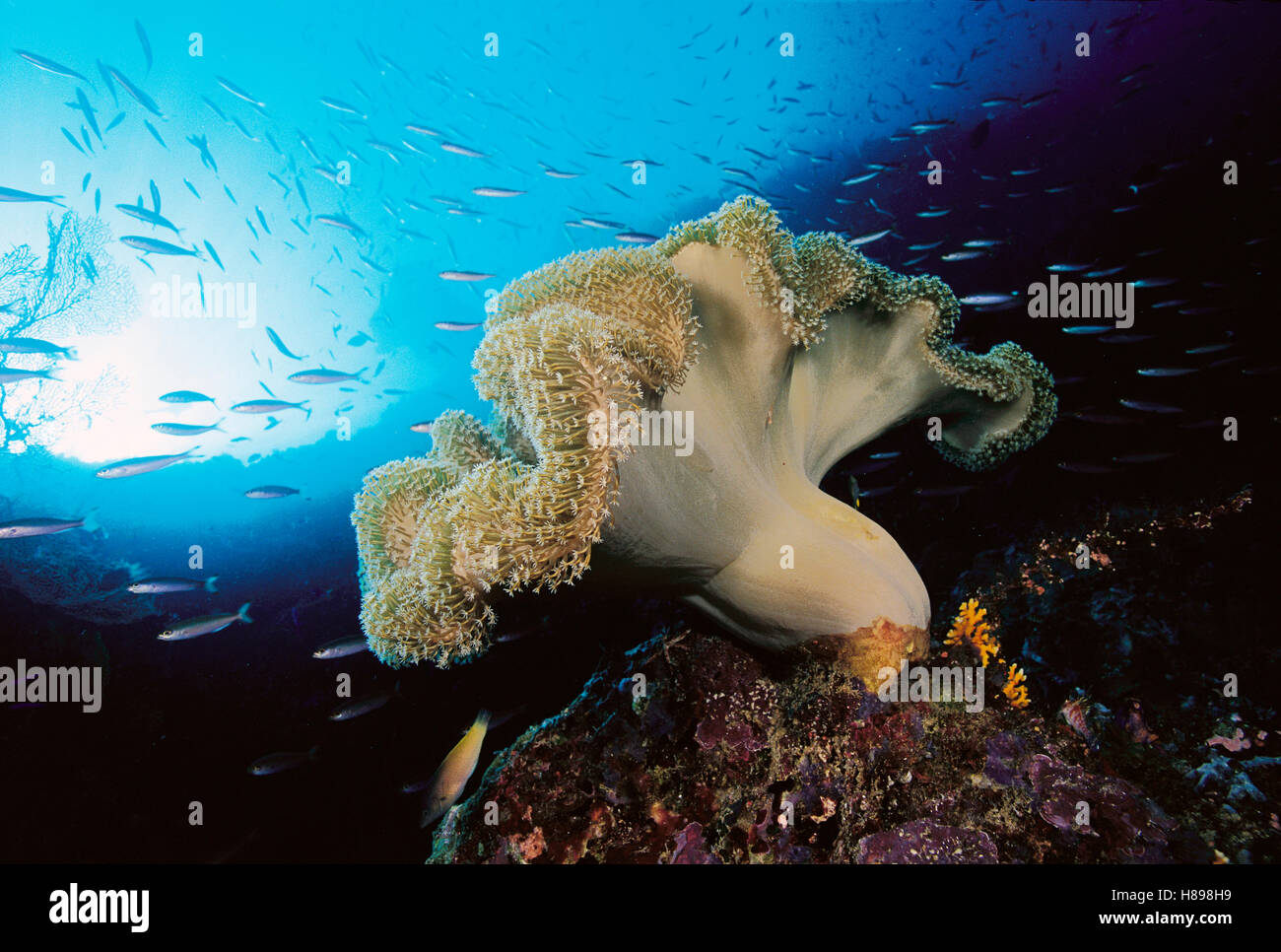 Leather Coral (Sarcophyton sp) on coral reef with schooling fish, 50 ...