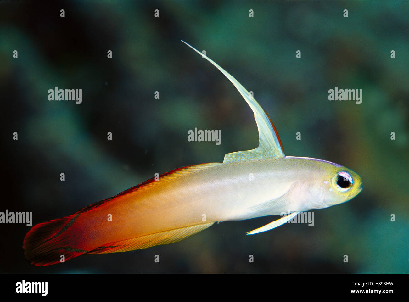 Fire Goby (Nemateleotris magnifica), 30 feet deep, Solomon Islands ...
