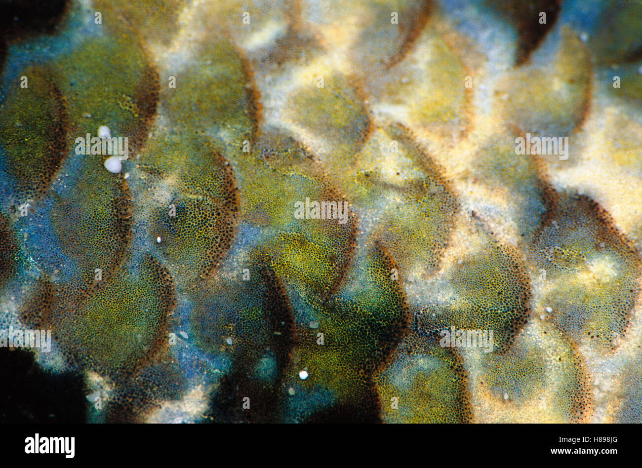 Beaufort's Crocodilefish (Cymbacephalus beauforti) detail of scales, 50 ...