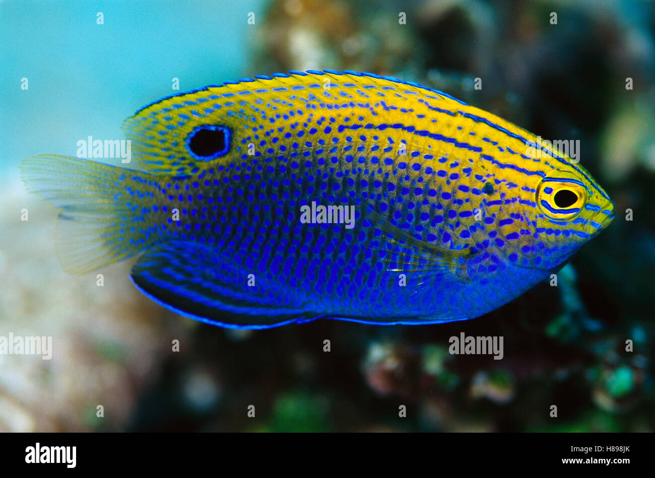 Damselfish (Chrysiptera sp) 30 feet deep, Solomon Islands Stock Photo ...