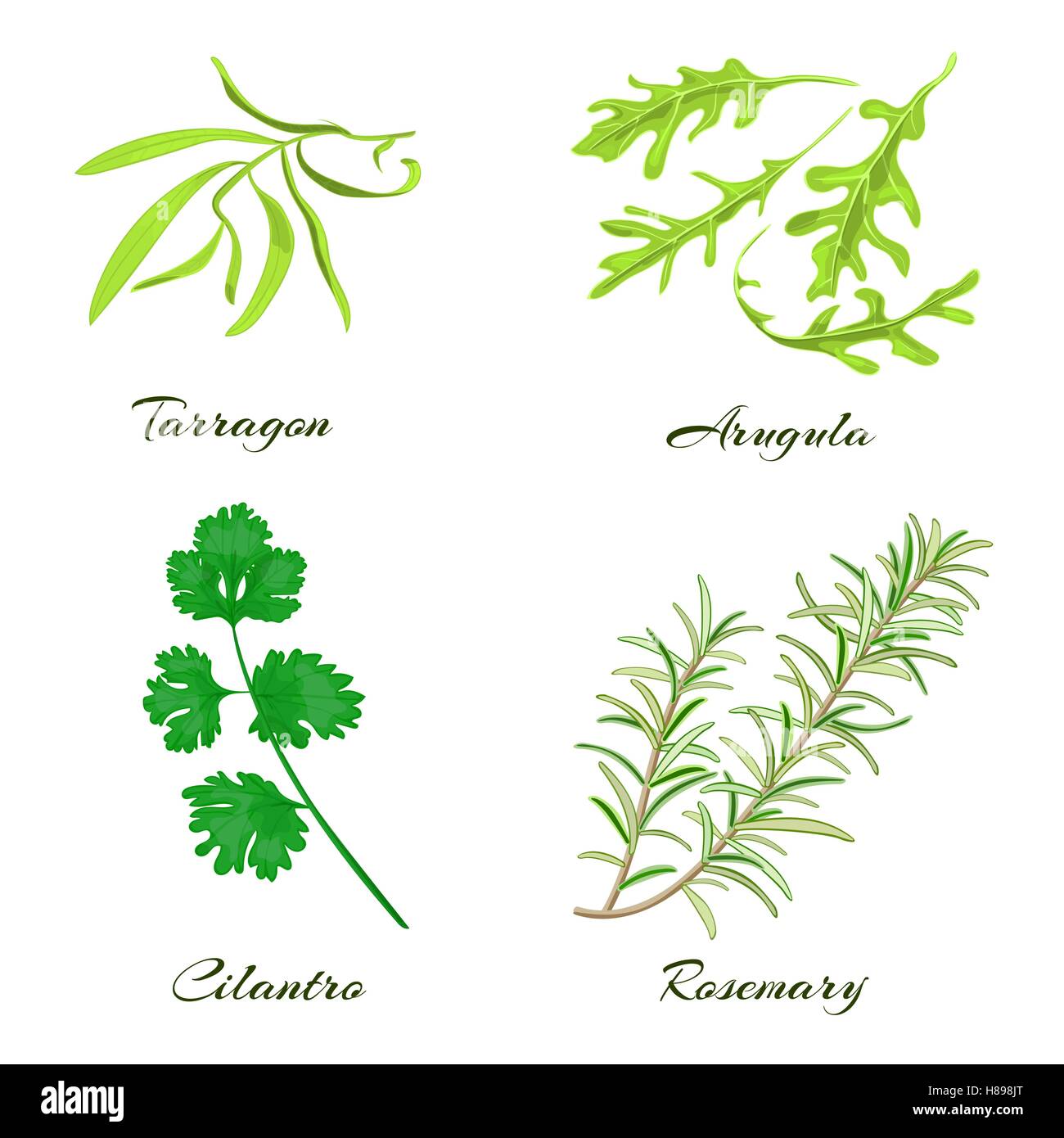 Tarragon plants Stock Vector Images - Alamy