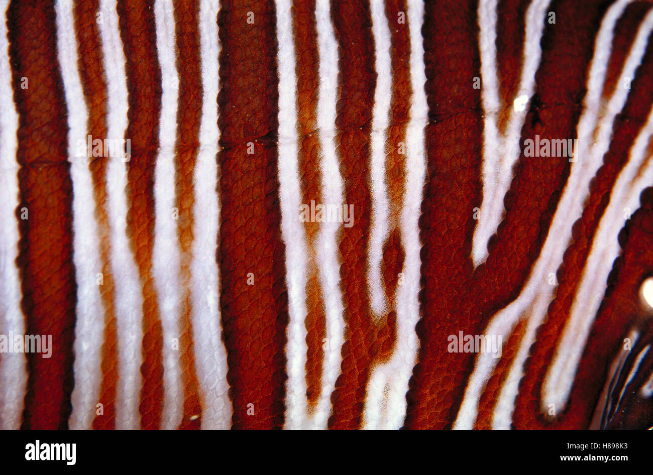Common Lionfish (Pterois volitans) detail of patterns on skin, 30 feet ...