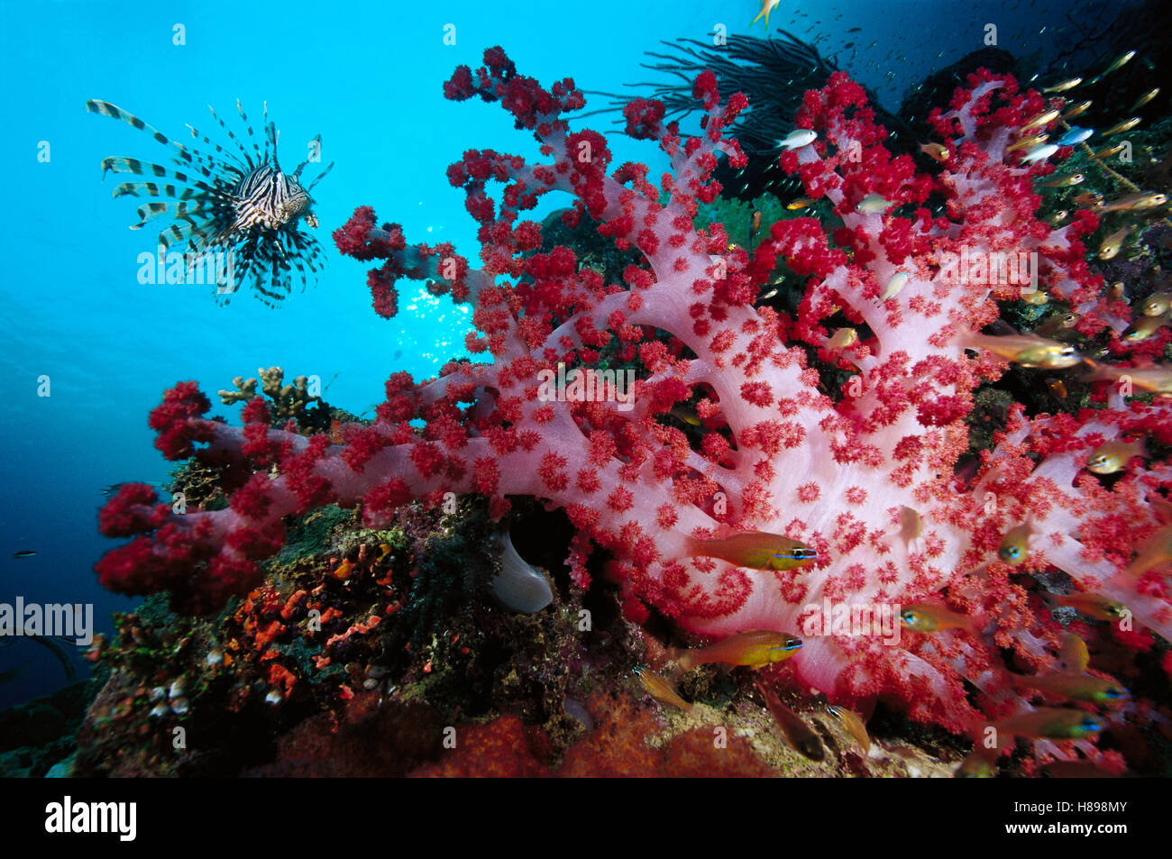 Soft Coral (Dendronephthya sp) schooling Pygmy Sweeper (Parapriacanthus ...