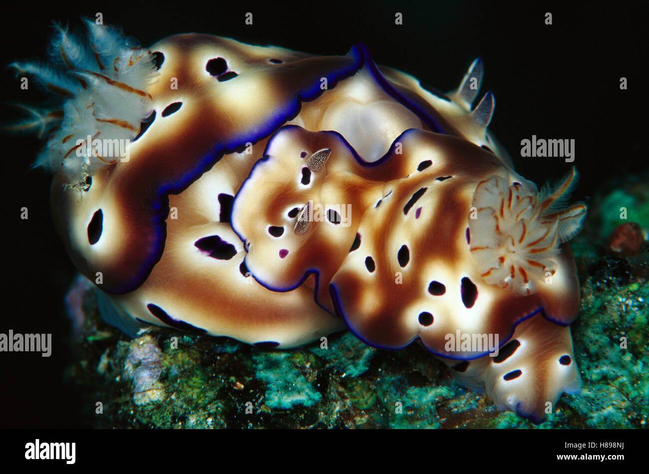 Tyron's Risbecia (Risbecia tryoni) mating pair, 60 feet deep, Solomon ...