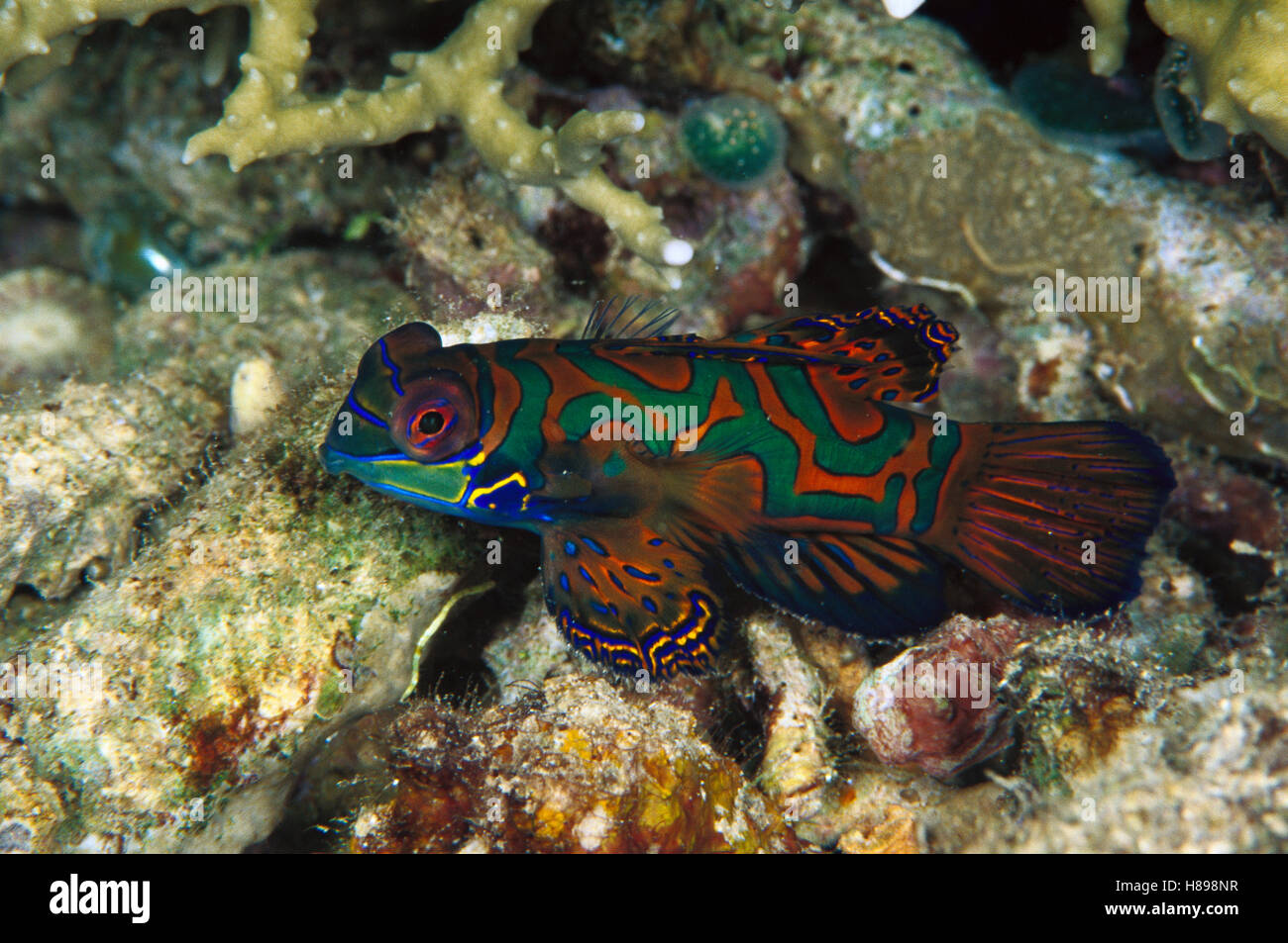 Mandarinfish (Synchiropus splendidus) male in Hard Corals (Anacropora ...