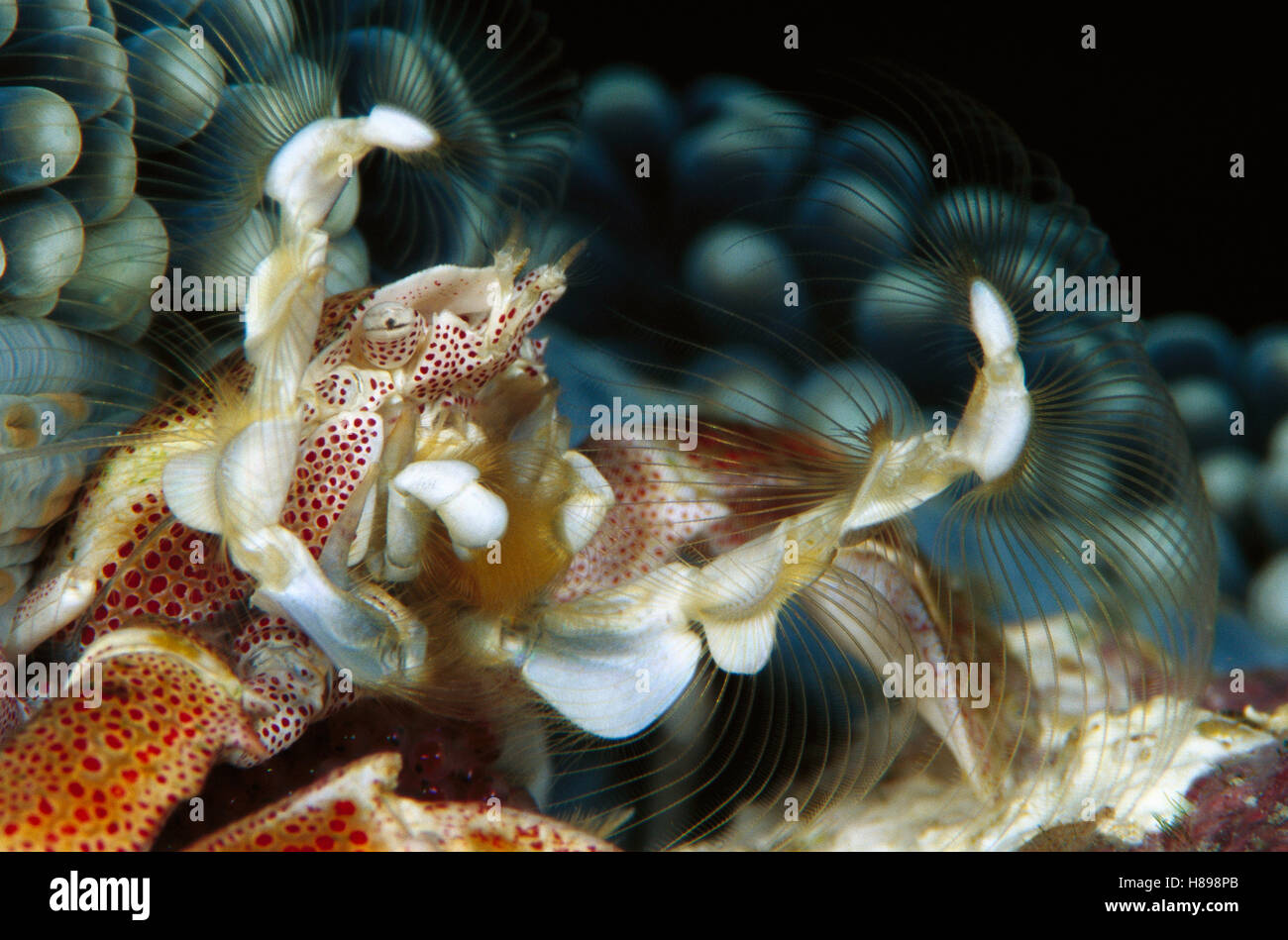 Spotted Anemone Crab (Neopetrolisthes maculatus) female on her Anemone ...