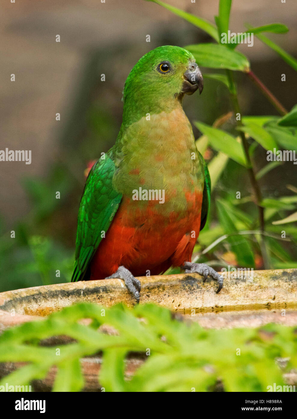 Red and green juvenile male king parrot, Alisterus scapularis at bird ...
