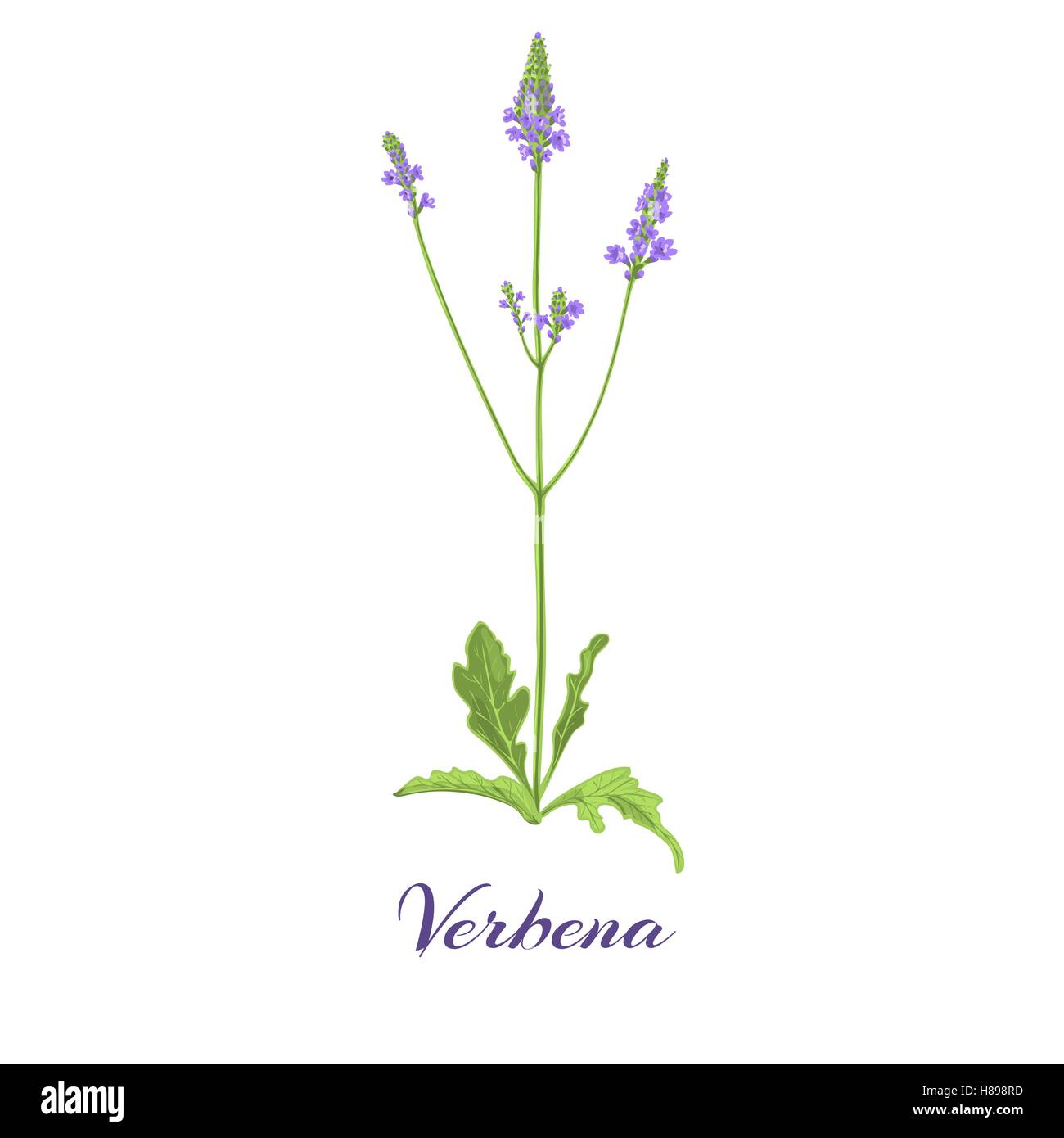 Flowering verbena. Blossom, flowers and leaves Vector illustration ...